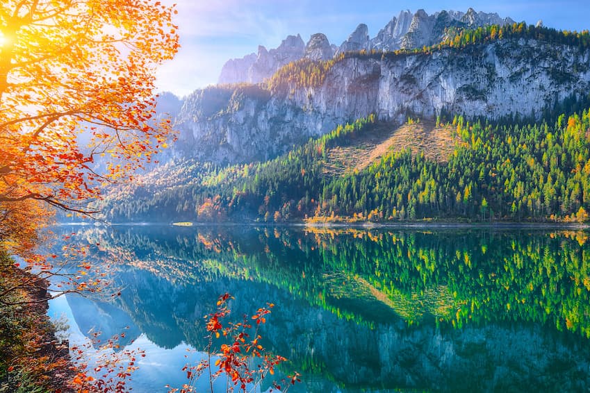 Discover the most Enchanting Forests in Austria | Villanovo